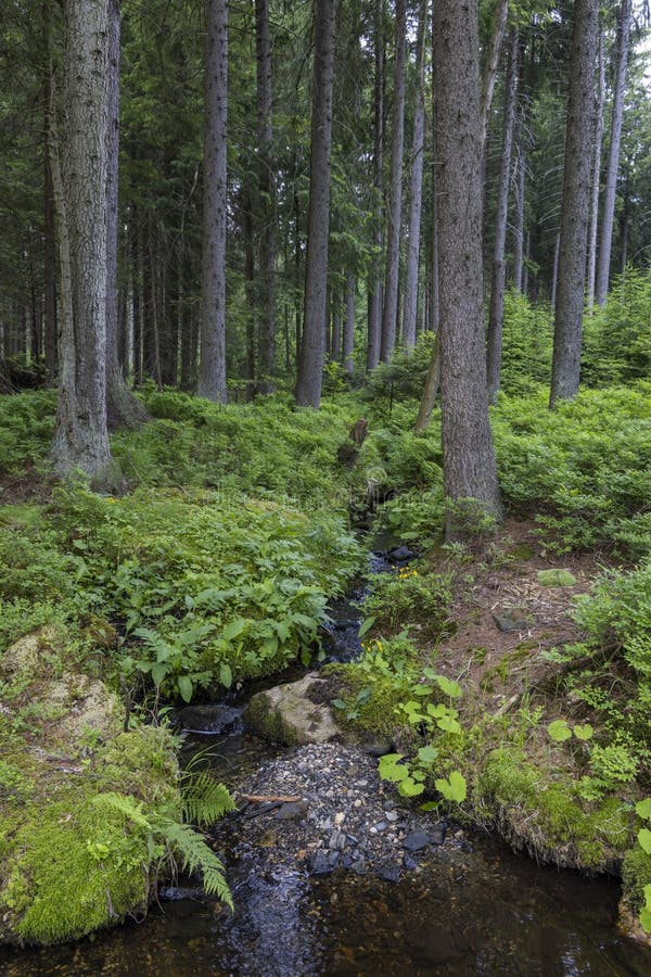 Forest with Stream in Jeseniky Mountains, Czech Republic Stock Image ...