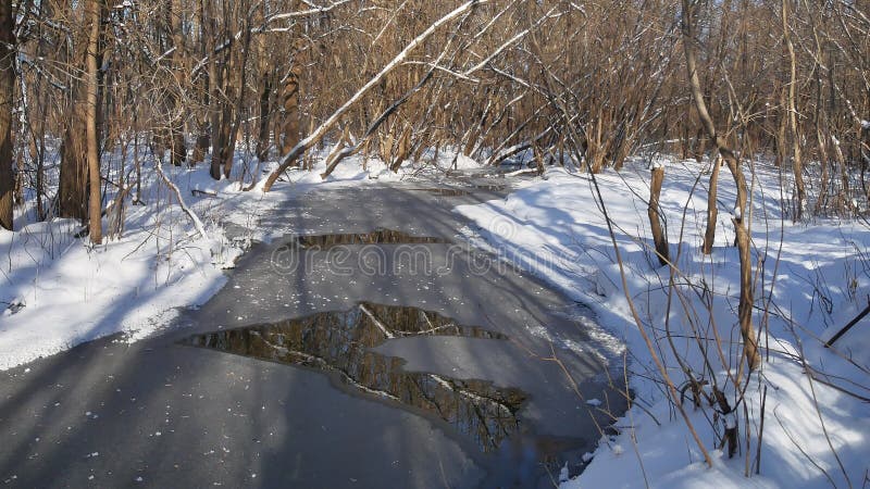 Forest Stream Landscape Flows in the Winter Forest Nature Snow, Stock ...
