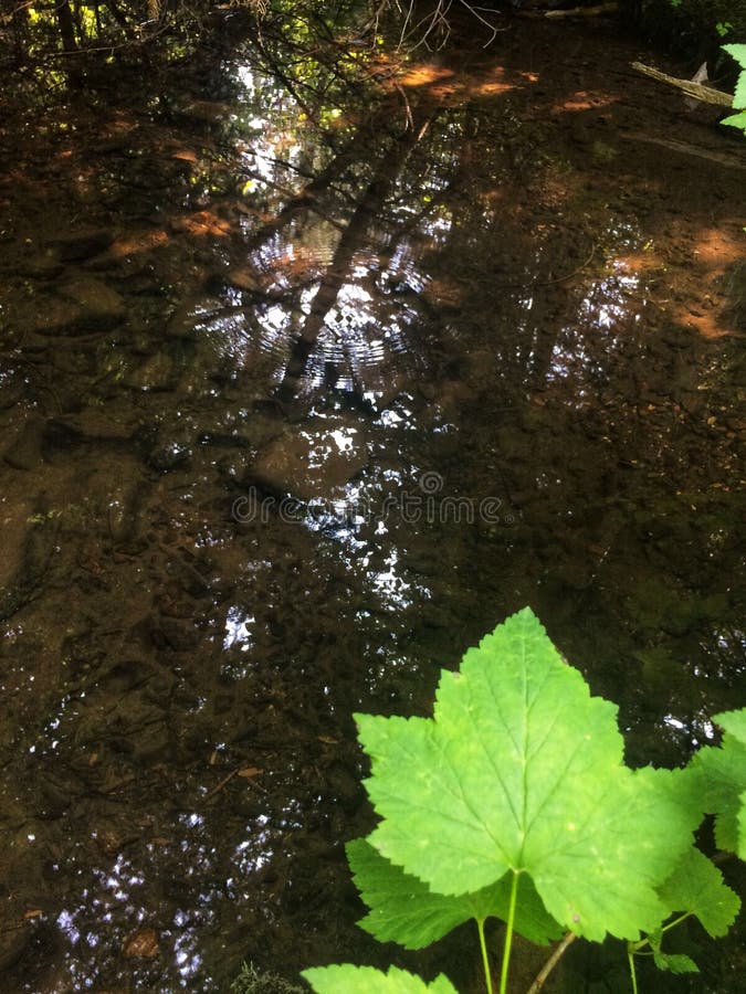 Forest Stream Landscapes Reflections Stock Image - Image of reflections ...