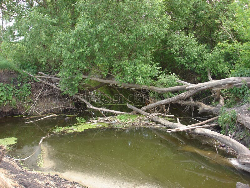 The Forest Stream is Littered with Dead Trees Stock Photo - Image of ...