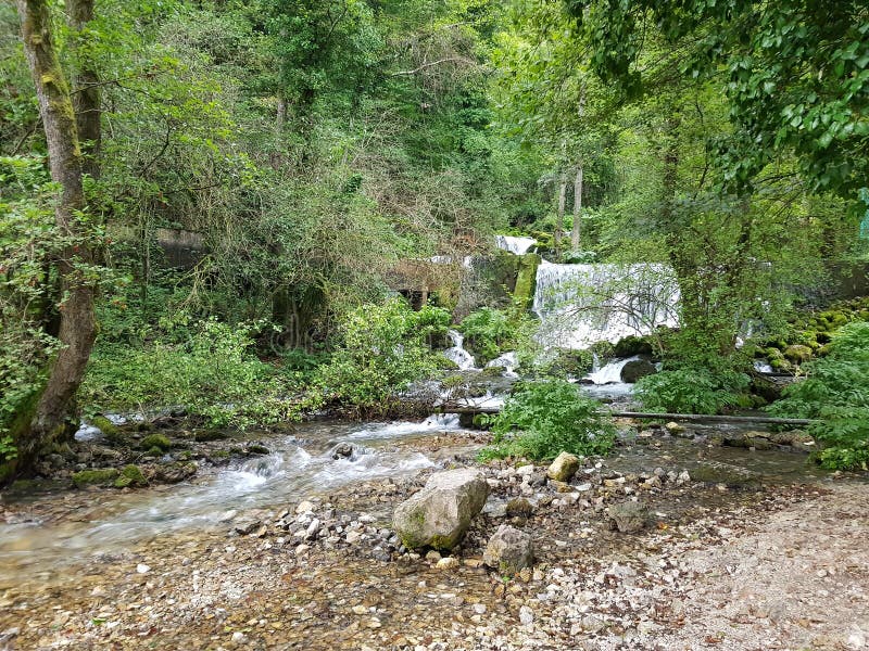 A Forest Stream with a Low Waterfall Flows through a Dense Forest Stock ...