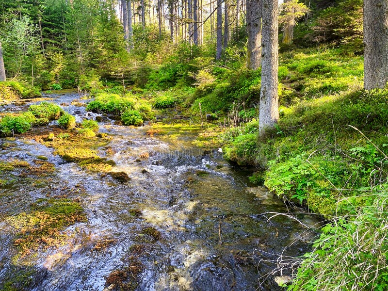 Forest with Stream stock photo. Image of meltwater, forest - 183995208