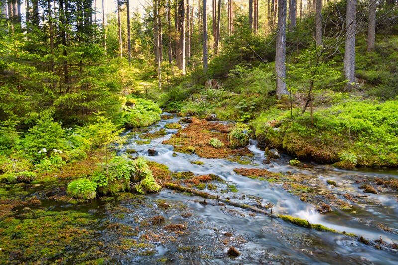 Forest with Stream stock photo. Image of area, water - 183995460
