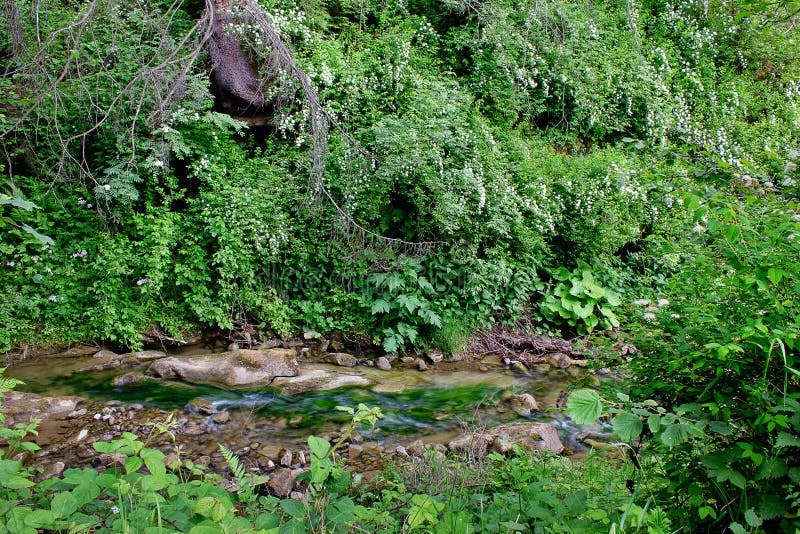 Forest Stream with Spring Flowers Stock Image - Image of nature, plant ...