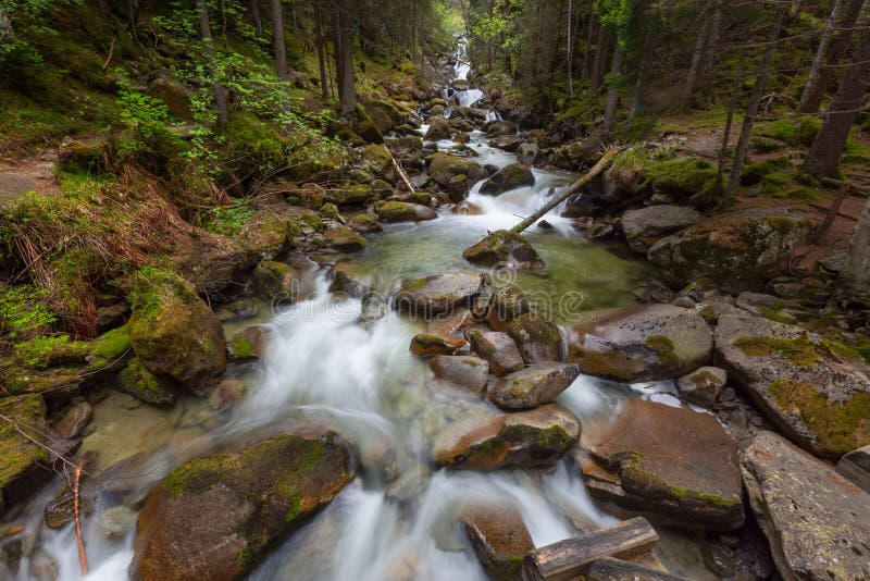 Forest Stream in Mountains at Spring Stock Image - Image of green ...