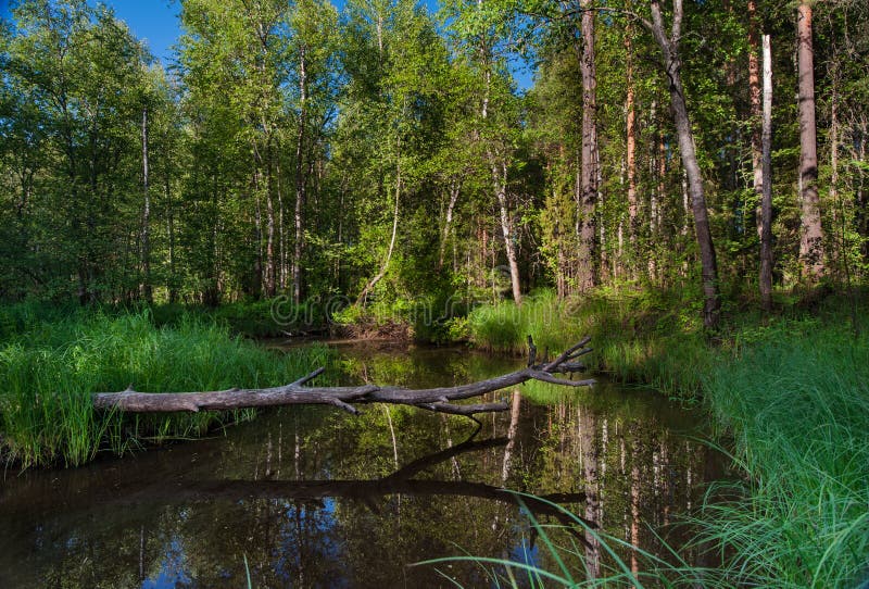Forest stream stock photo. Image of neighborhood, evening - 53999534