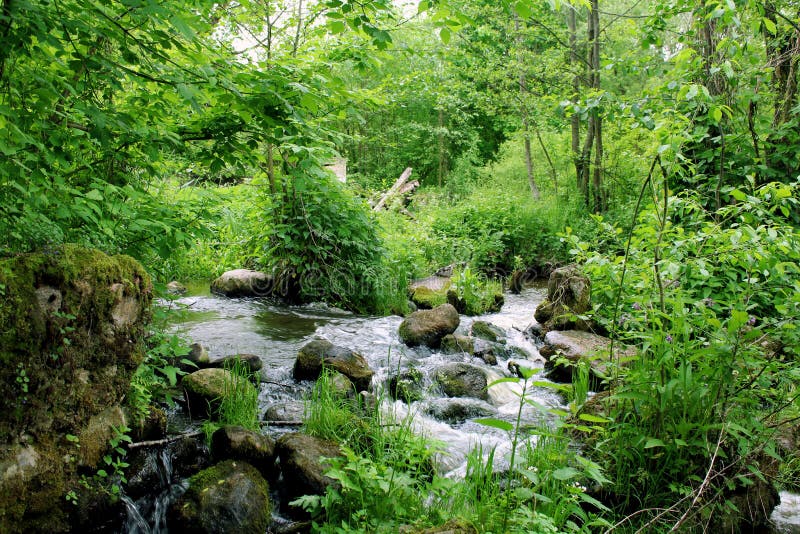 Forest stream stock photo. Image of dense, nature, river - 54545828
