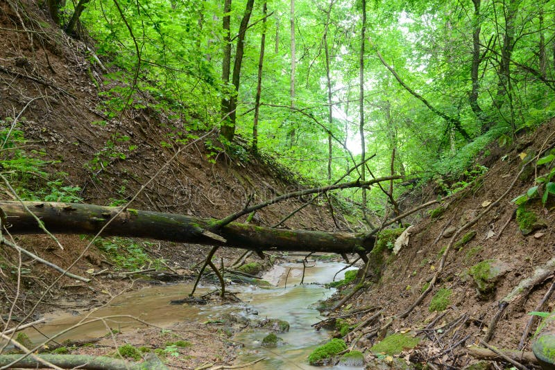 Stream in the Ravine of the Green Forest Stock Photo - Image of plant ...
