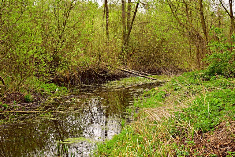 Forest Stream with Reflections of Trees on the Surface. Stock Image ...