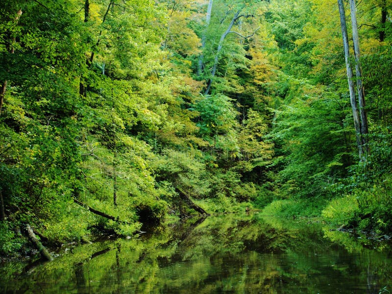 Forest Stream Reflections stock photo. Image of forest - 73019266