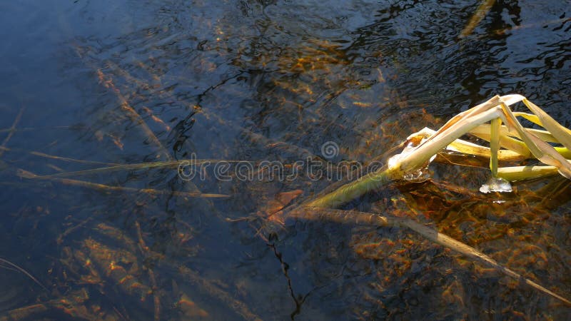 Forest Stream for Rock Seaweed Underwater Nature Landscape Stock Photo ...