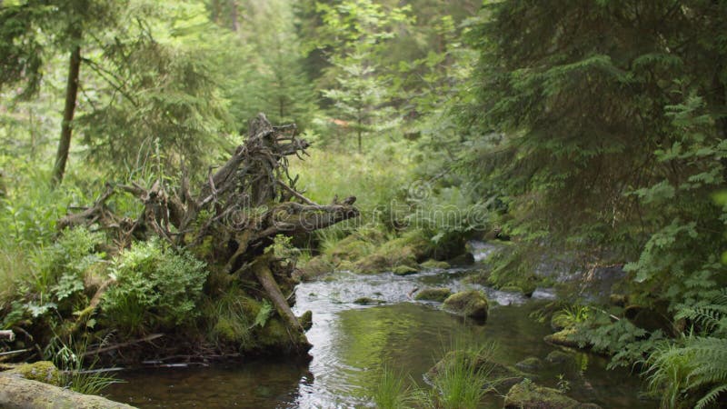 Forest Stream with Roots Exposed Stock Footage - Video of creek ...