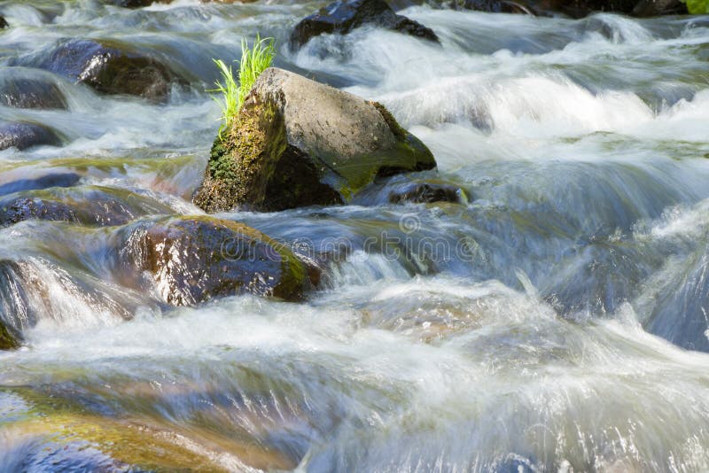 Forest Stream stock photo. Image of color, long, purity - 30812144