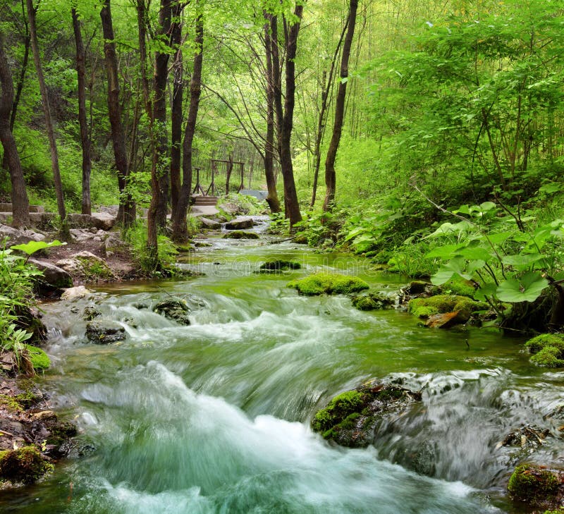 Pennsylvania Forest Stream stock photo. Image of water - 9600380