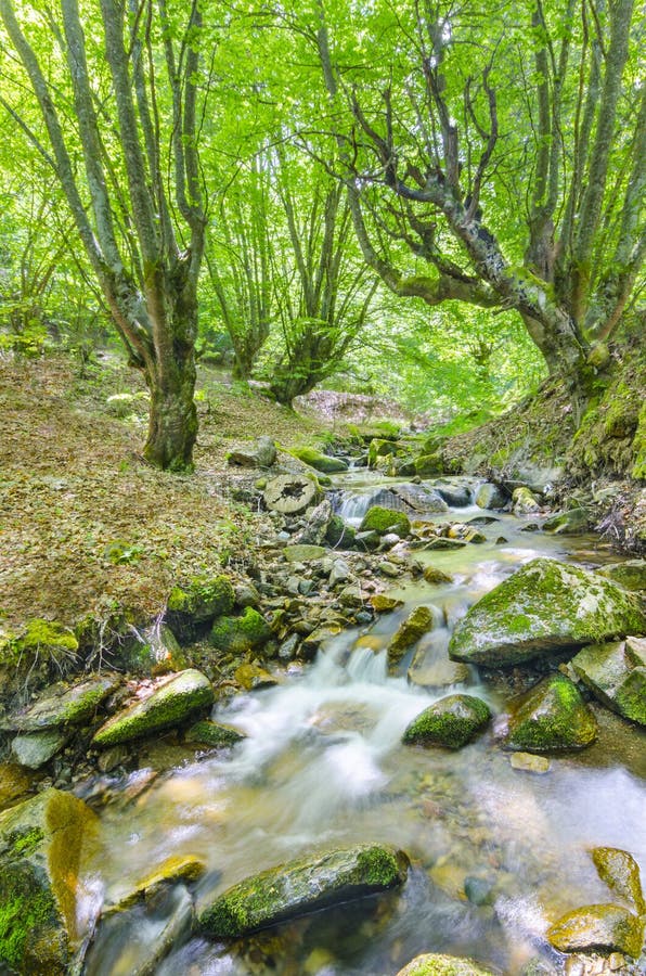 Forest stream stock image. Image of color, metaphor, alps - 42109845