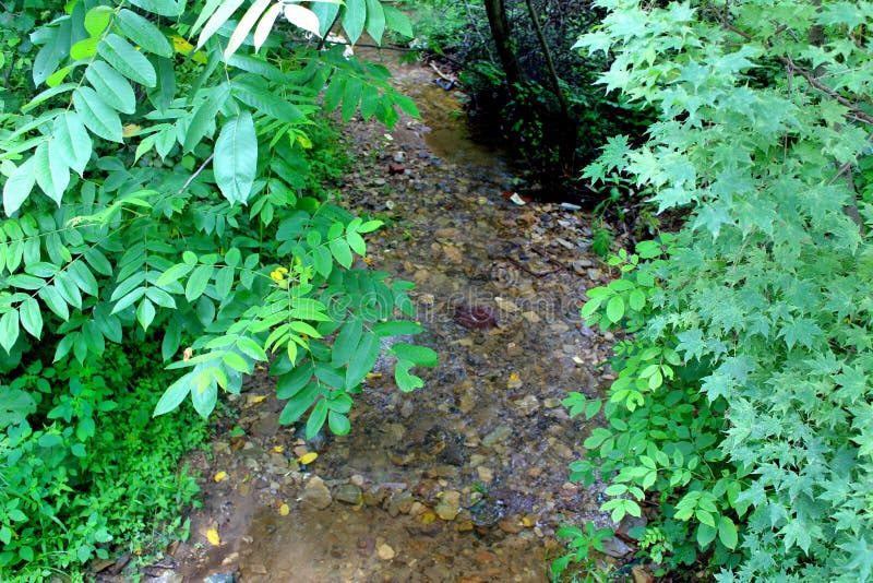 Forest Stream Runs Along the Stones among the Trees and Greenery Stock ...