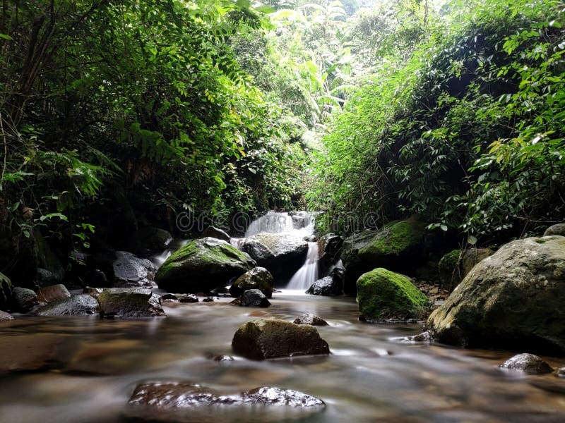 A Forest Stream’s Whisper stock image. Image of nature - 307062359