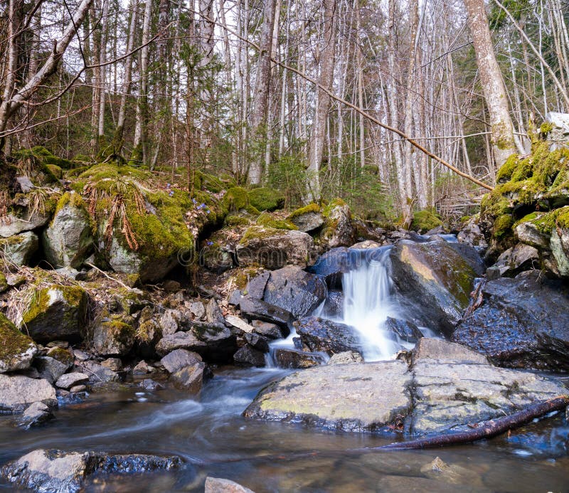 A Forest Stream in a Scandinavian Forest in Early Spring Stock Image ...