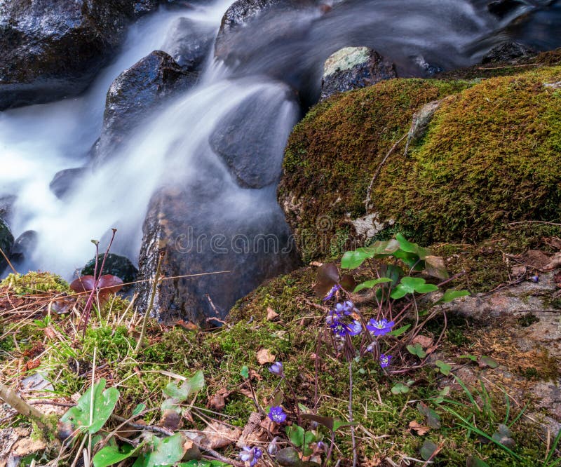 A Forest Stream in a Scandinavian Forest in Early Spring Stock Photo ...