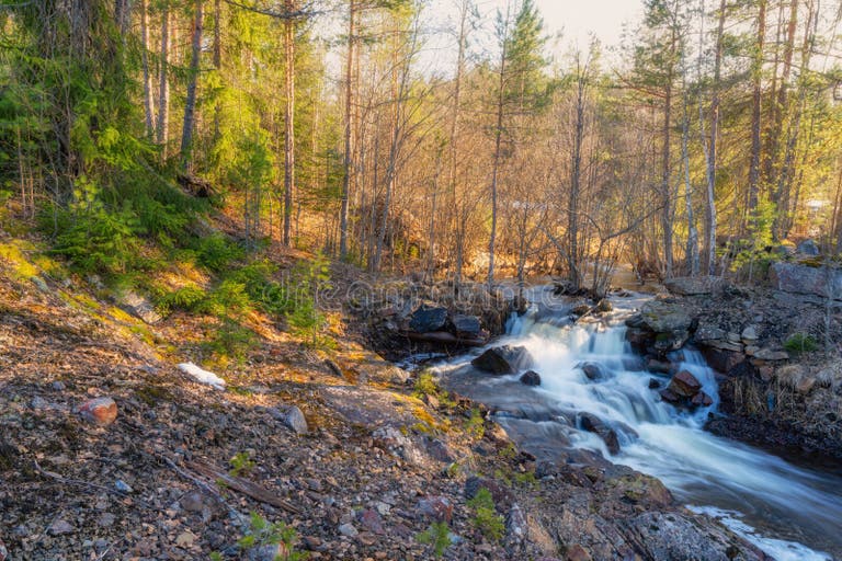 A Forest Stream in a Scandinavian Forest in Early Spring, Long Exposure ...