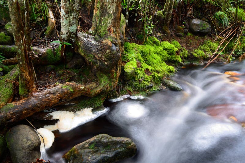 Forest Stream - South Africa Stock Photo - Image of river, leaf: 52387004