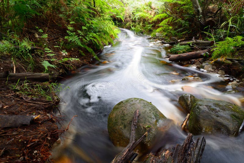 Forest Stream - South Africa Stock Image - Image of garden, environment ...