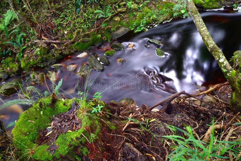 Forest Stream - South Africa Stock Photo - Image of flow, peaceful ...