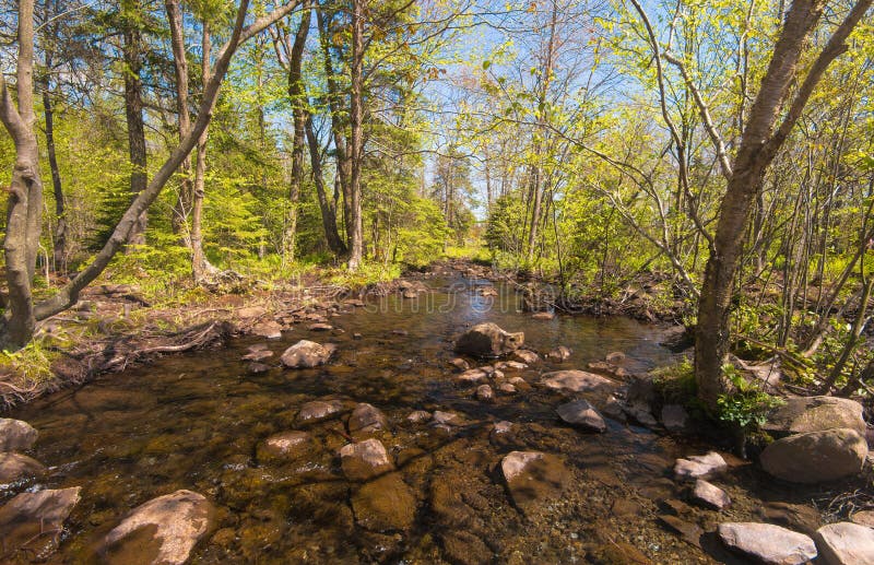 Forest Stream stock photo. Image of tranquil, sunny, colorful - 31281012