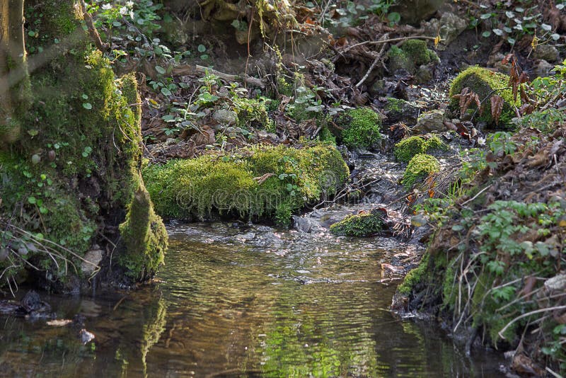 Forest Stream with Spring Flowers Stock Image - Image of nature, plant ...