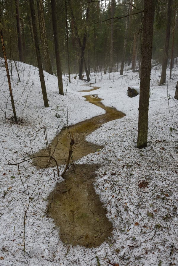 Forest Stream in the Spring Forest Stock Photo - Image of melting ...