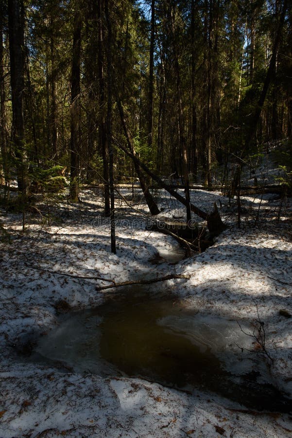 A Forest Stream in the Spring Forest Stock Image - Image of flowing ...