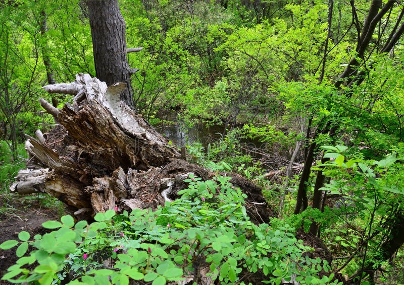A Forest Stream. the Stump of an Old Tree. Blooming Rose Stock Image ...