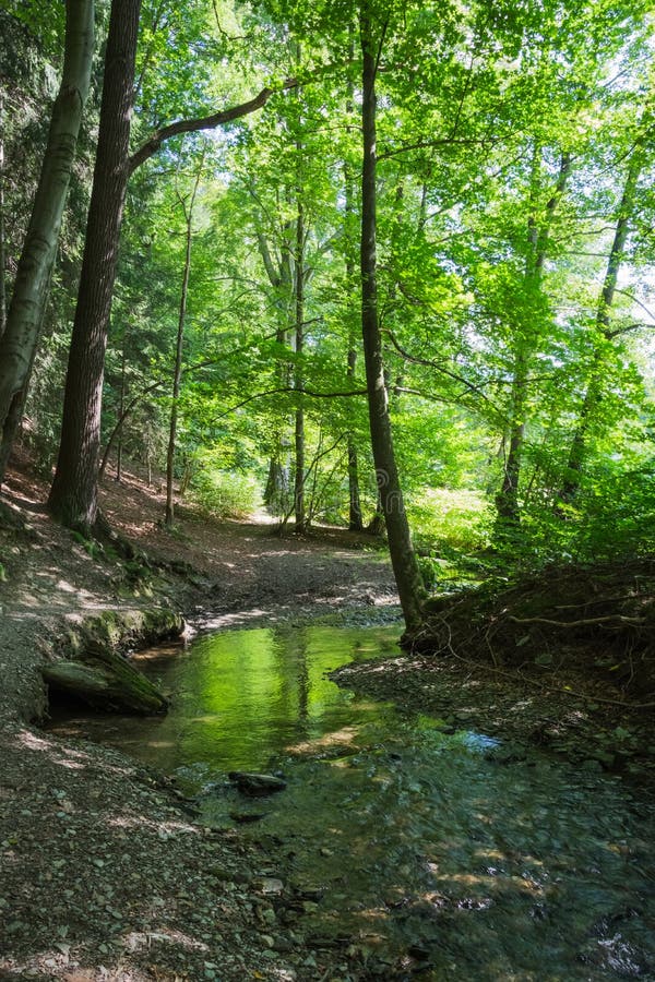 Forest stream in summer stock photo. Image of calm, countryside - 76077880