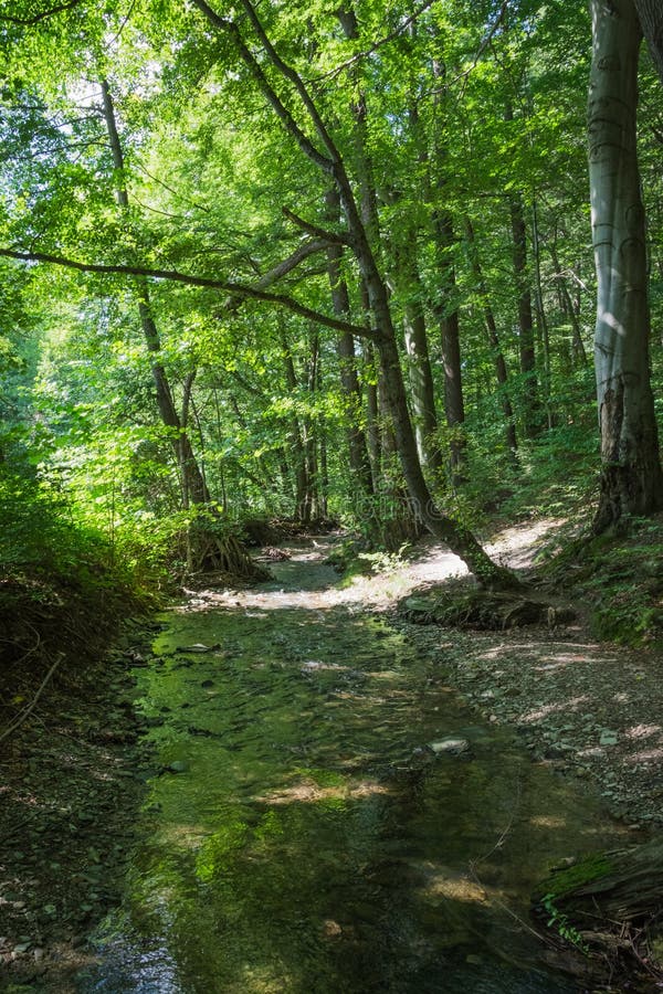 Forest stream in summer stock photo. Image of leaves - 76092302
