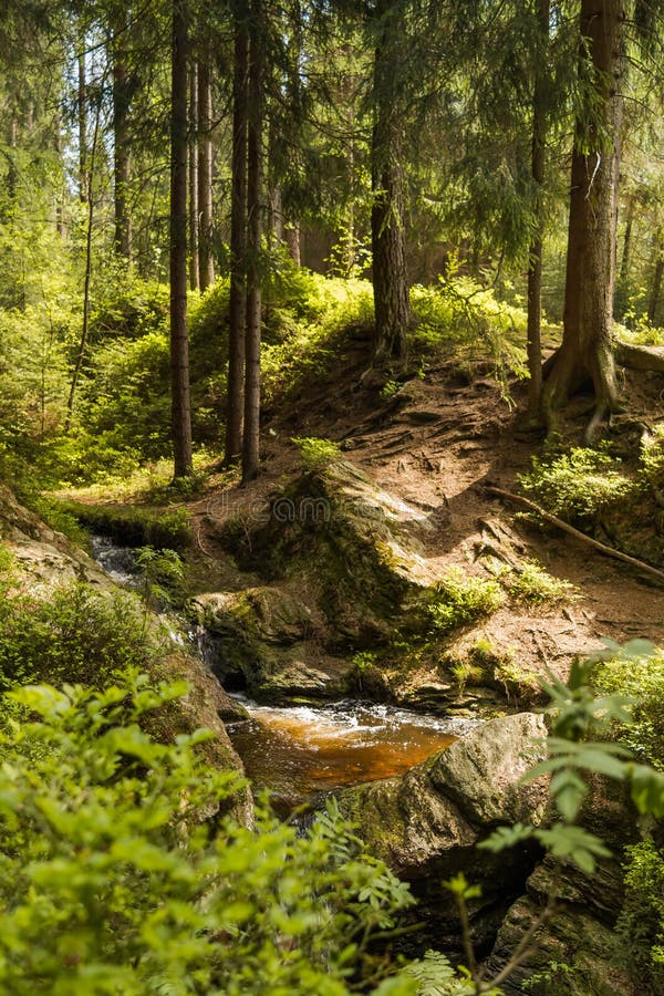 Forest stream in summer stock image. Image of woods, coniferous - 62412931