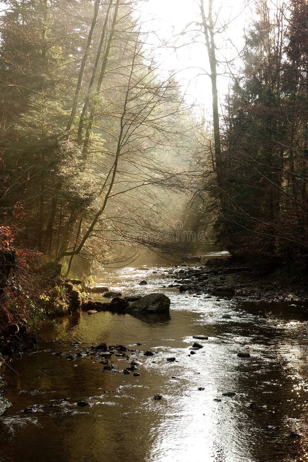 Forest Stream Sun Rays foto de stock. Imagem de fluxo - 63170798