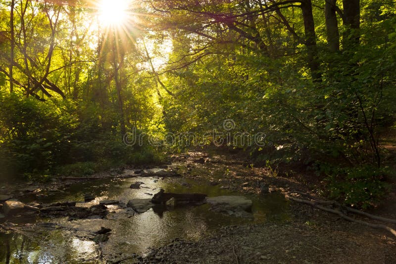 Forest Stream with Sunlight Stock Photo - Image of growth, season: 57363346