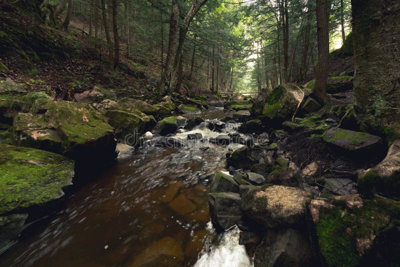 Forest Stream at Sunrise stock image. Image of moving - 93844033