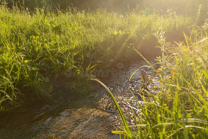 Forest stream at sunset stock photo. Image of stream - 81847266