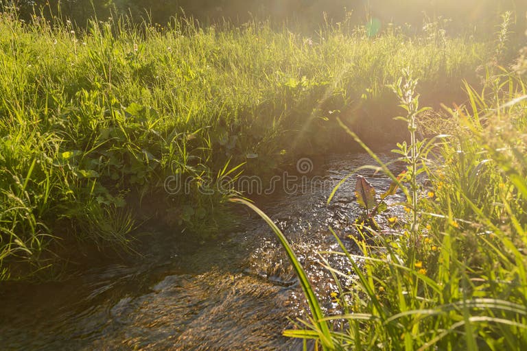Forest stream at sunset stock photo. Image of stream - 81847266