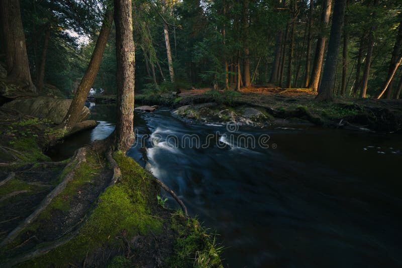 Forest Stream at Sunset stock photo. Image of sunset - 93843984
