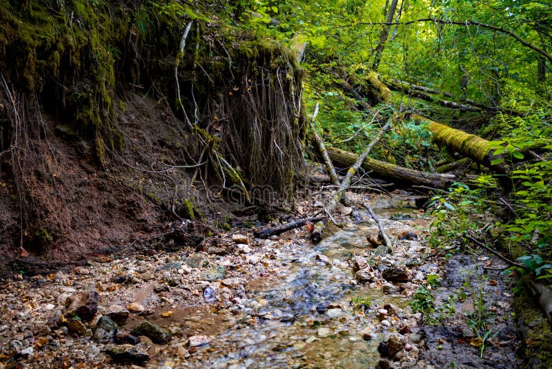Forest Stream and Tree Roots Stock Image - Image of tree, roots: 123659109