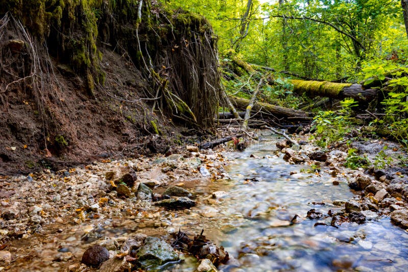 Forest Stream and Tree Roots Stock Photo - Image of water, stones ...