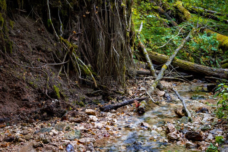 Forest Stream and Tree Roots Stock Photo - Image of ravine, summer ...
