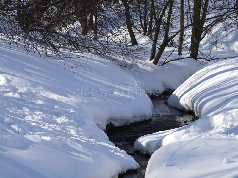 Forest Stream among Trees in Winter Stock Photo - Image of riverside ...