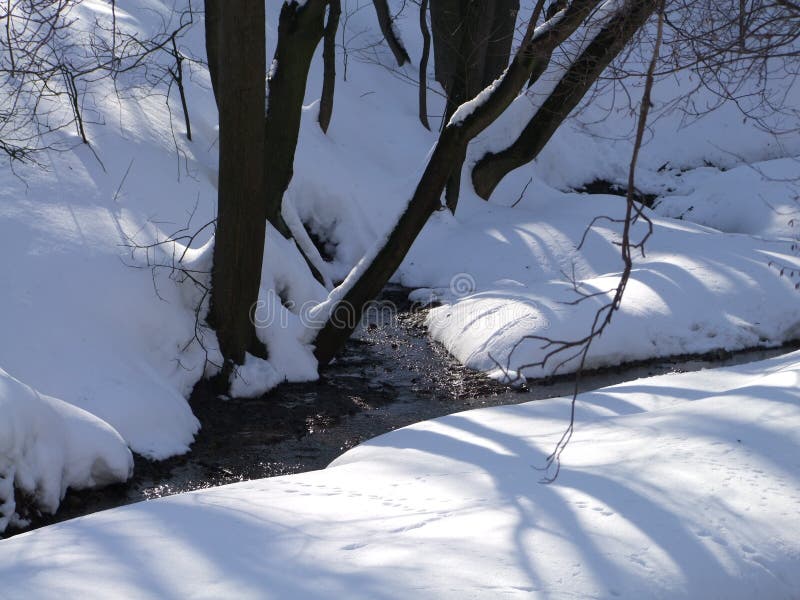Forest Stream among Trees in Winter Stock Image - Image of coast, shore ...