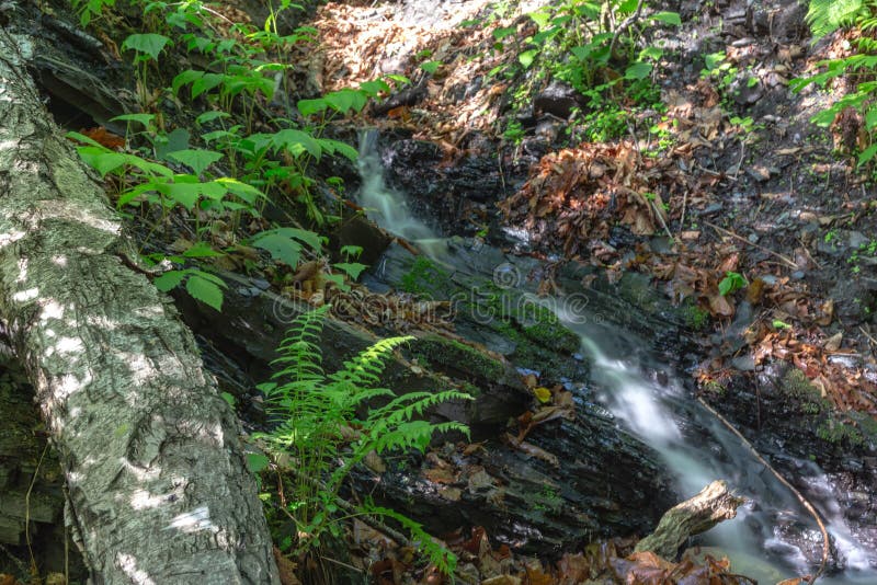 A Forest Stream Trickles Down a Stone Chute. Stock Photo - Image of ...