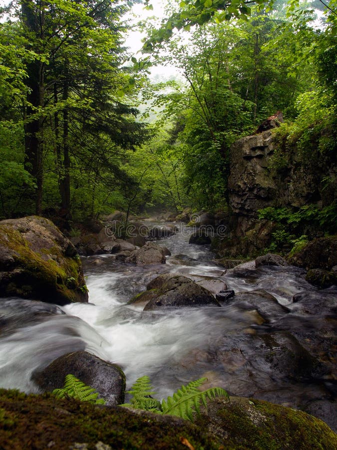 Forest Stream Under the Rock Stock Photo - Image of environmental ...