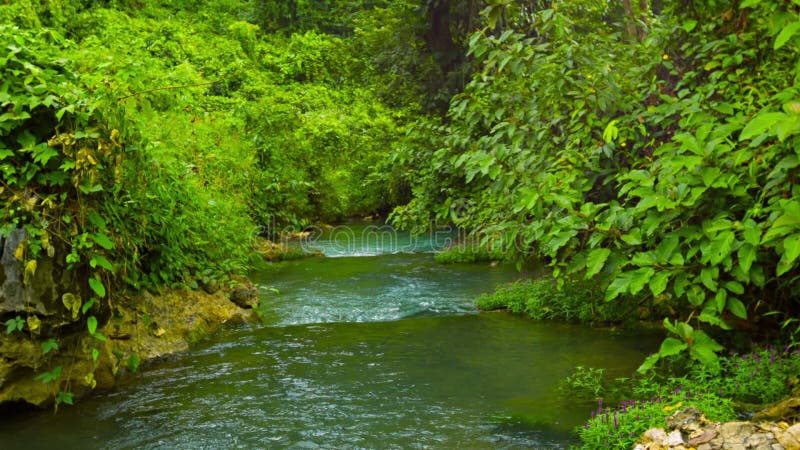 Forest Stream with Roots Exposed Stock Footage - Video of creek ...