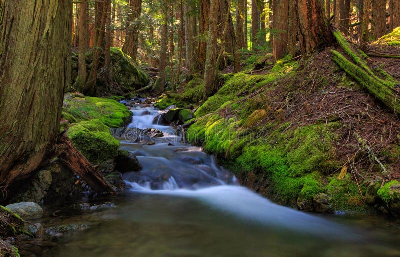 Forest Stream, Washington State Stock Image - Image of creek, forest ...